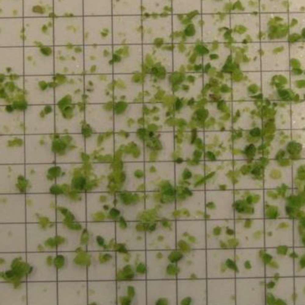 Frozen Milled Green Finger Chilli - Frucom