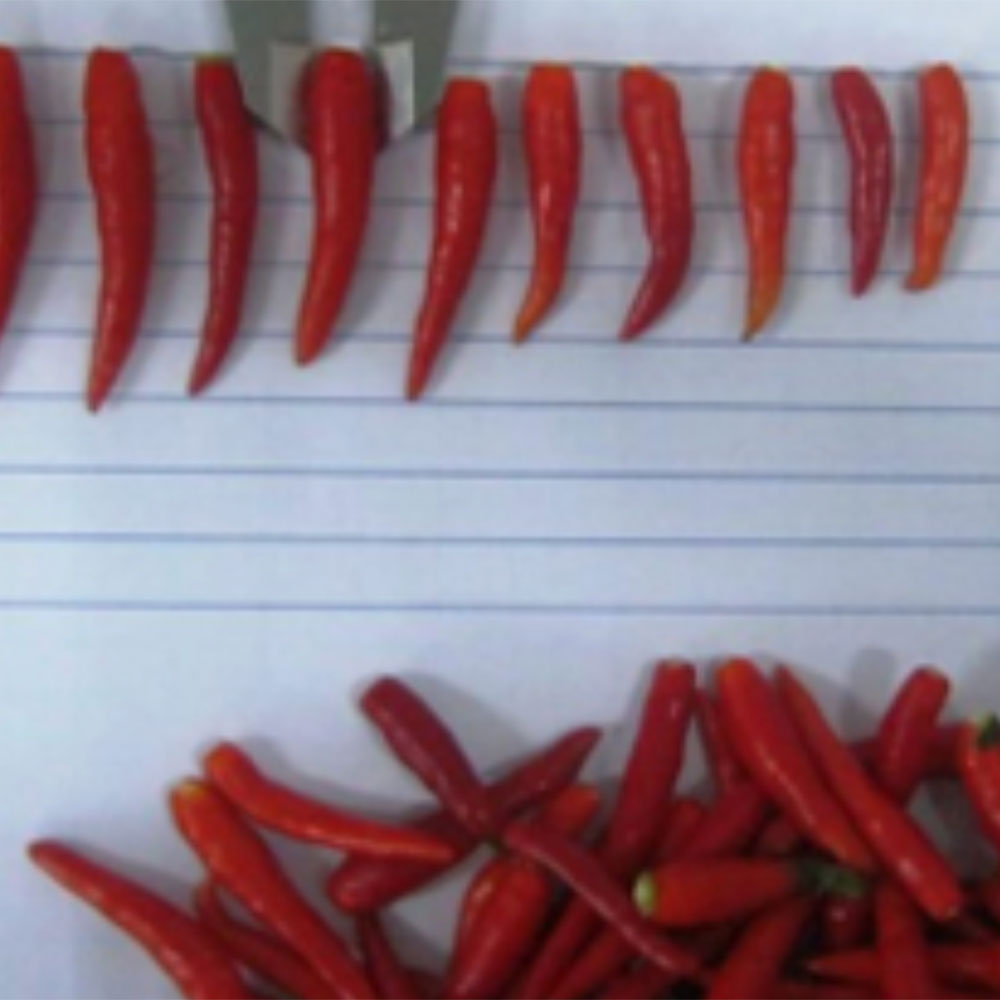 Frozen Whole Red Bird-Eye Chilli - Frucom